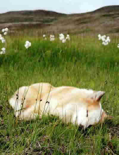 Halgrimm om Islandsk Fårehund